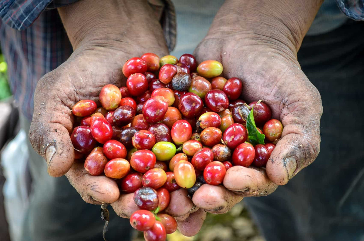 Costa Rica's Coffee+ Initiative - A Step Towards Sustainable Productio ...