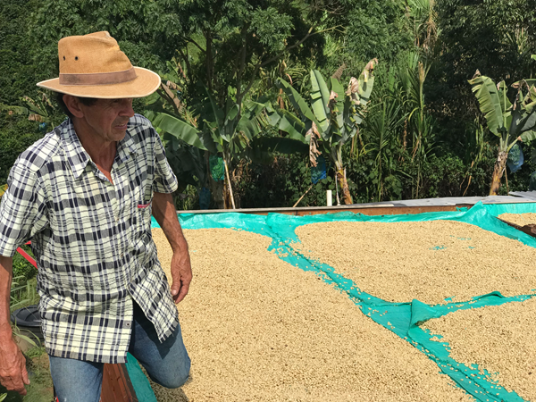 From Bean to Brew - Tracing Coffee's Global Journey – Lux Cafe Club
